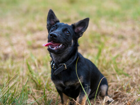 「Psiak」の写真素材 | 755件の無料イラスト画像 | Adobe Stock