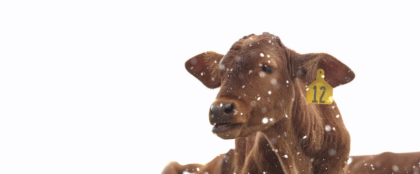 รูปภาพBeefmaster – เลือกดูภาพถ่ายสต็อก เวกเตอร์ และวิดีโอ131 | Adobe Stock