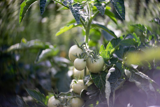 Strauchtomate Bilder – Durchsuchen 40,484 Archivfotos, Vektorgrafiken ...