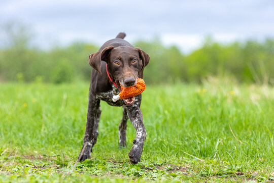 "German Hound" Images – Browse 50 Stock Photos, Vectors, and Video ...