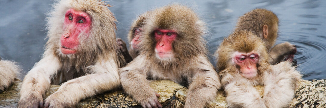 "Japanese Monkeys" Images – Browse 61,327 Stock Photos, Vectors, and ...