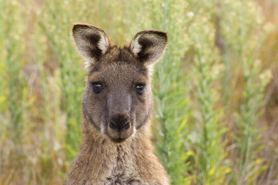 "Australian Mammal" Billeder – Gennemse 295 stockfotos, vektorer og ...