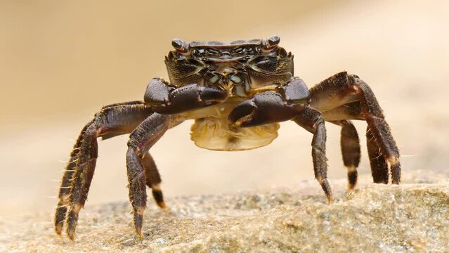 Imágenes de Crustaceos: descubre bancos de fotos, ilustraciones ...