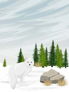 Tundra Cartoon Drawing
