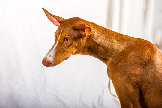 What Is The Breed Of Podenco Canario