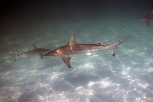 "Blacktip Shark" Images – Browse 1,345 Stock Photos, Vectors, and Video ...