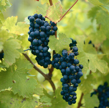 Grappe Images – Browse 1,271,039 Stock Photos, Vectors, and Video ...