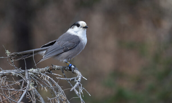 "Canada Jay" Images – Browse 468 Stock Photos, Vectors, and Video ...