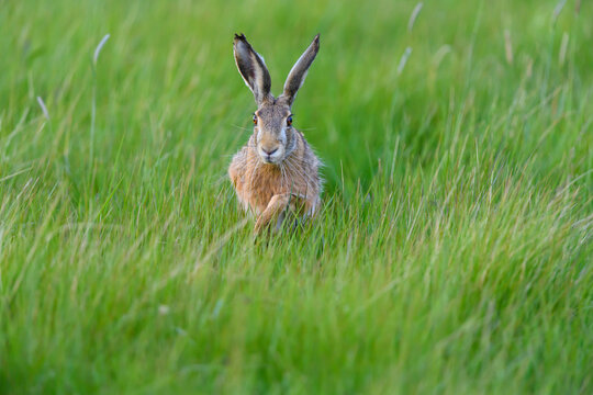 Hare Front View