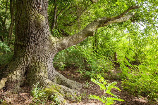 「Eichenast」の画像 - 81 件の Stock 写真、ベクターおよびビデオ | Adobe Stock