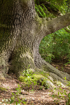 「Eichenast」の画像 - 81 件の Stock 写真、ベクターおよびビデオ | Adobe Stock
