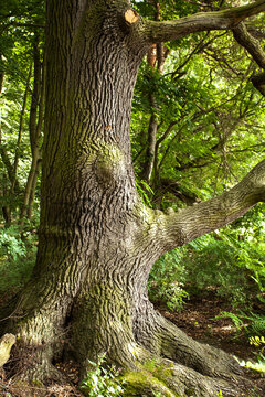 「Eichenast」の画像 - 81 件の Stock 写真、ベクターおよびビデオ | Adobe Stock