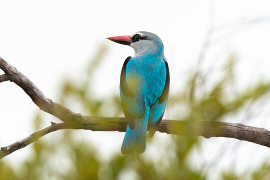 Halcyon 이미지 – 찾아보기 5,659 스톡 사진, 벡터 및 비디오 | Adobe Stock