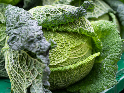 「Kopfkohl」の写真素材 | 201件の無料イラスト画像 | Adobe Stock