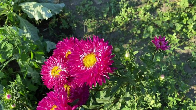 "Red Aster" Images – Browse 251 Stock Photos, Vectors, and Video ...