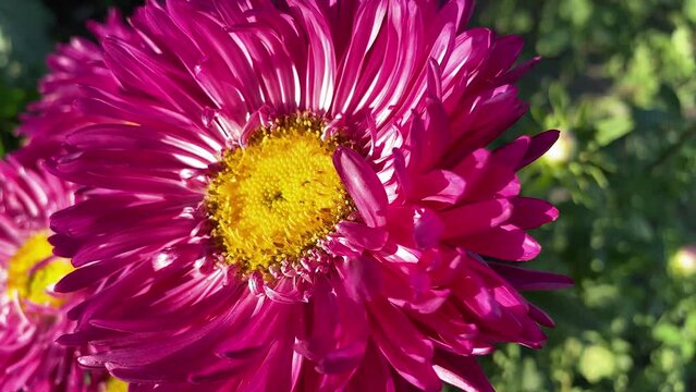 "Red Aster" Images – Browse 251 Stock Photos, Vectors, and Video ...