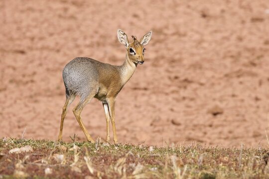 "Kirk's Dik-Dik" Images – Browse 946 Stock Photos, Vectors, and Video ...