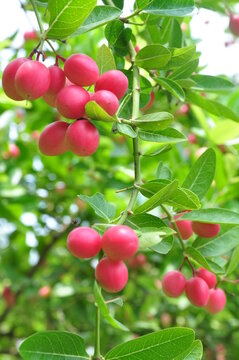 "Bengal Currant" Images – Browse 286 Stock Photos, Vectors, and Video ...