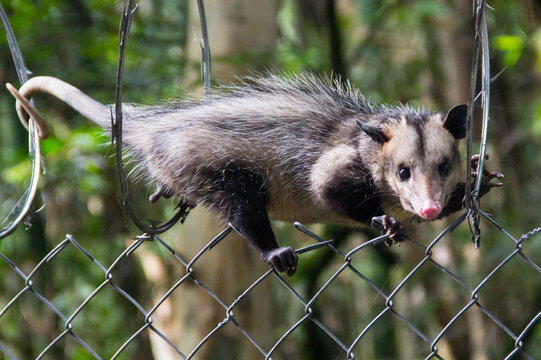รูปภาพZarigueya – เลือกดูภาพถ่ายสต็อก เวกเตอร์ และวิดีโอ13 | Adobe Stock