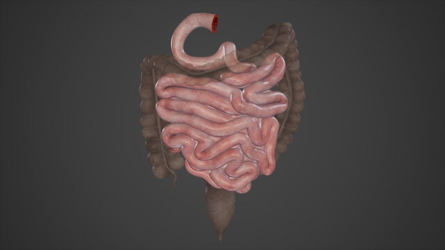 "Sigmoid Flexure" Bilder – Durchsuchen 583 Archivfotos, Vektorgrafiken ...