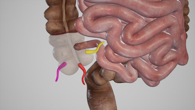"Sigmoid Flexure" Billeder – Gennemse 499 stockfotos, vektorer og videoer | Adobe Stock