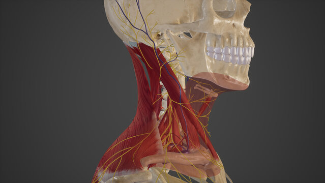"Mastoid Process"-Bilder: Stock-Fotos & -Videos. | Adobe Stock