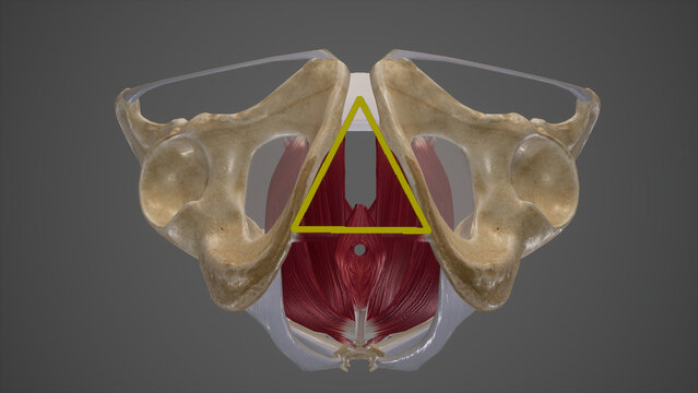 Schwellkörper-Bilder: Stock-Fotos & -Videos. | Adobe Stock