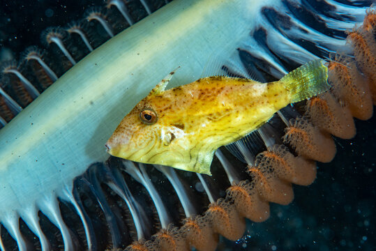 「Filefish」の画像 - 1,709 件の Stock 写真、ベクターおよびビデオ | Adobe Stock