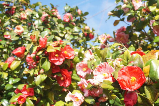 Geifer Bilder – Durchsuchen 28,089 Archivfotos, Vektorgrafiken und ...