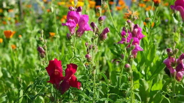 Snapdragons Images – Browse 9,291 Stock Photos, Vectors, and Video ...