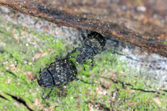 Anthribidae Images – Browse 149 Stock Photos, Vectors, and Video ...