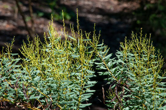 "Australian Native Plants" Images – Browse 3,345 Stock Photos, Vectors ...