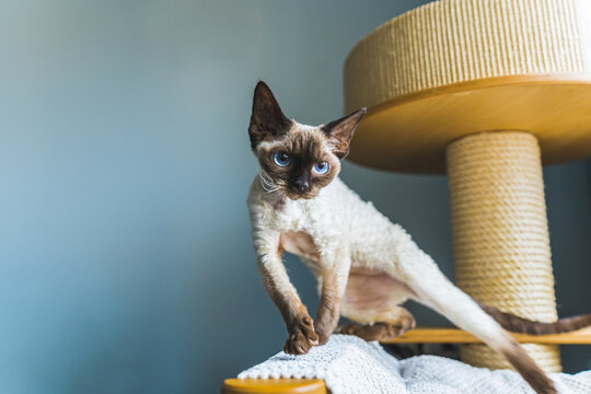 「Felid」の画像 - 1,555,602 件の Stock 写真、ベクターおよびビデオ | Adobe Stock