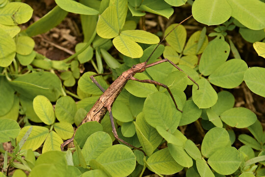 Phasmatodea Imagens – Procure 25,786 fotos, vetores e vídeos | Adobe Stock