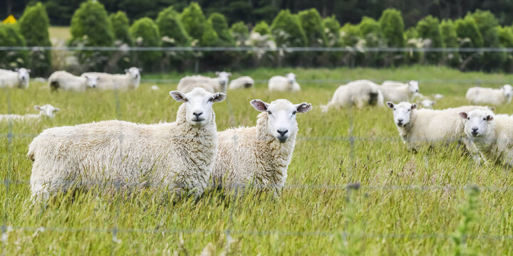 "Ruminant Animal" Images – Browse 1,935 Stock Photos, Vectors, and ...