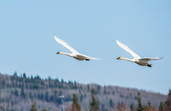 Waterfowls Images – Browse 413,506 Stock Photos, Vectors, and Video ...