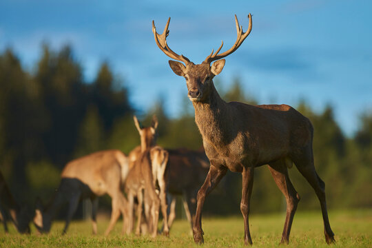 Cervidae Images – Browse 1,119,962 Stock Photos, Vectors, and Video ...