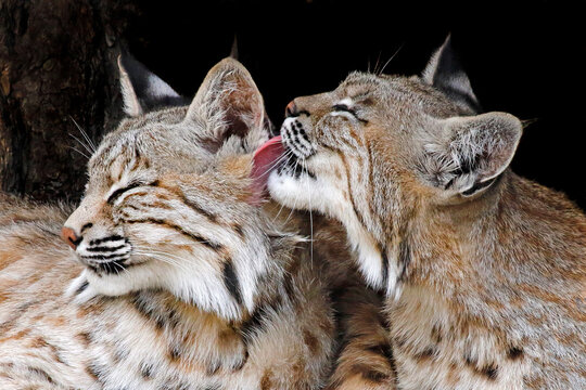 "Lynx Rufus" Bilder – Durchsuchen 39,270 Archivfotos, Vektorgrafiken ...