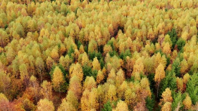 Obrazy ("Autumn Video") — zdjęcia, wektory i wideo bez tantiem (93 ...