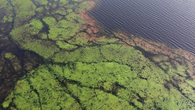 Algenteppich Bilder – Durchsuchen 620 Archivfotos, Vektorgrafiken und ...