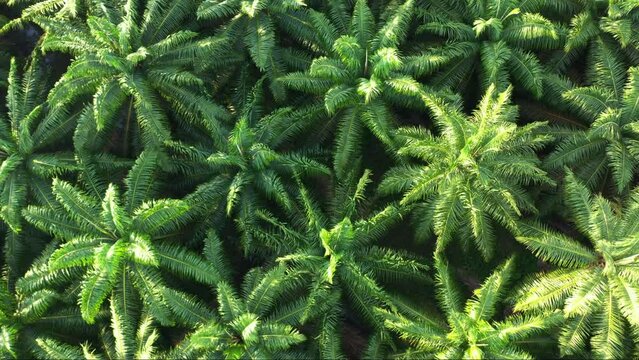 Imagens de Dendezeiro – Explore Fotografias do Stock, Vetores e Vídeos ...