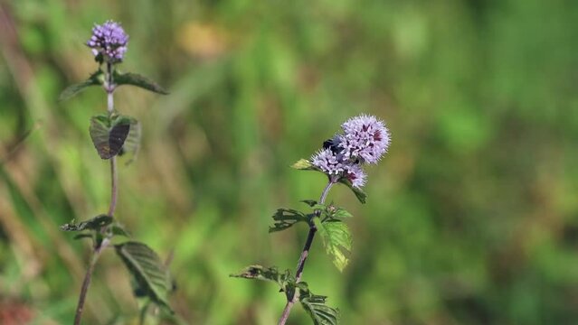 Tenax Images – Browse 922 Stock Photos, Vectors, and Video | Adobe Stock