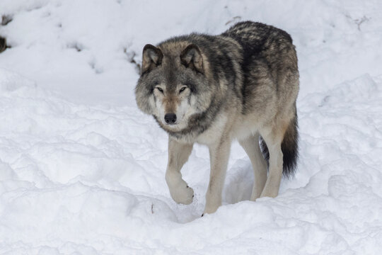 "Northwestern Wolf"-Bilder: Stock-Fotos & -Videos. | Adobe Stock