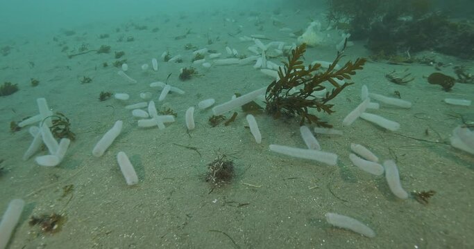 Planktonic Images – Browse 1,265 Stock Photos, Vectors, and Video ...