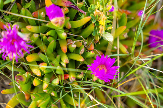 "Coastal Vegetation" Images – Browse 2,739 Stock Photos, Vectors, and ...