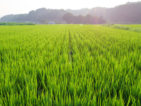 "Paddy Leaf" Bilder – Durchsuchen 439 Archivfotos, Vektorgrafiken und ...