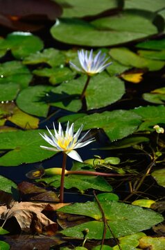Acuatica bilder – Bläddra bland 7,586 stockfoton, vektorer och videor ...