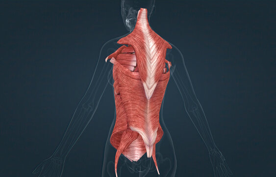 รูปภาพMasseter – เลือกดูภาพถ่ายสต็อก เวกเตอร์ และวิดีโอ858 | Adobe Stock