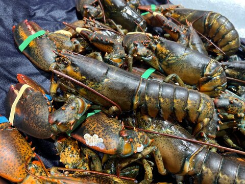 Homard Bilder – Durchsuchen 2,488 Archivfotos, Vektorgrafiken und ...