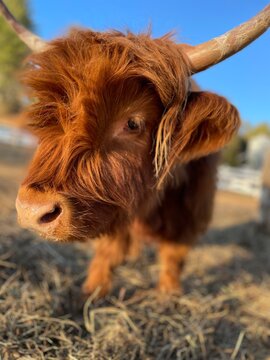 "Baby Bull" Imagens – Procure 122 fotos, vetores e vídeos | Adobe Stock